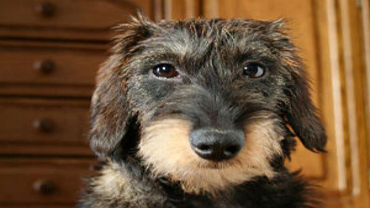 ಮಕ್ಕಳೆಂದರೆ ಅಚ್ಚುಮೆಚ್ಚು ಡಮೆರೇನಿಯನ್ ನಾಯಿಗೆ | Dameranian Dog Breed | Cross ...