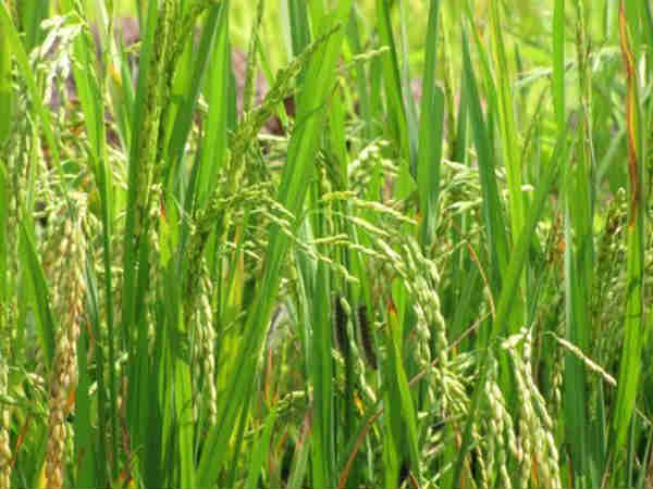 ಕೊಡಗಿನಲ್ಲಿಂದು ಹುತ್ತರಿ ಹಬ್ಬದ ಸಡಗರ | Huttari Festival In Kodagu ...