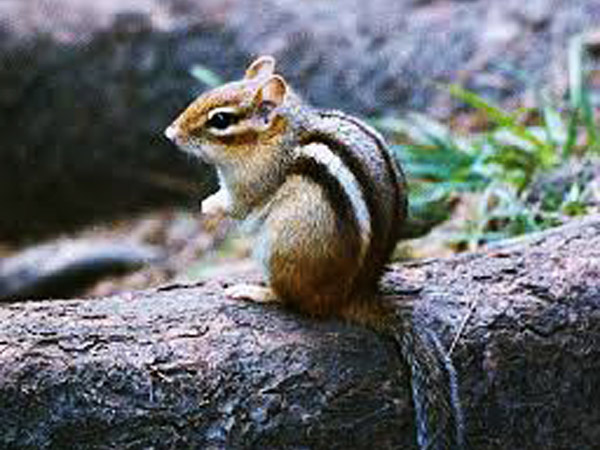 ಅಳಿಲಿನ ಪ್ರೀತಿ, ವಾತ್ಸಲ್ಯಕ್ಕೆ ಮೂಕವಿಸ್ಮಿತನಾದ ಶ್ರೀ ರಾಮಚ೦ದ್ರ! | Mythological ...