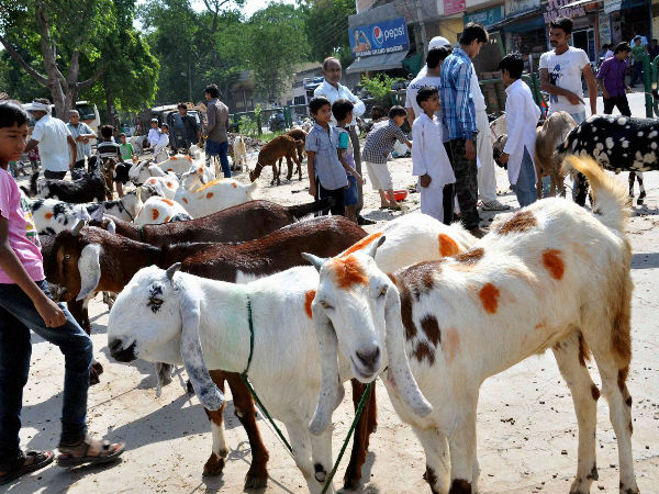 ತ್ಯಾಗ ಬಲಿದಾನದ ಪ್ರತೀಕವಾದ 'ಬಕ್ರೀದ್ ಹಬ್ಬದ' ವಿಶೇಷತೆ | Traditions And ...