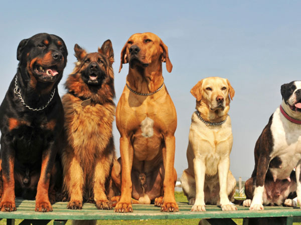 ನಾಯಿಗಳ ಬಗ್ಗೆ ಇರುವ ಒಂದಿಷ್ಟು ಇಂಟರೆಸ್ಟಿಂಗ್ ಸಂಗತಿ | 8 Interesting Facts ...