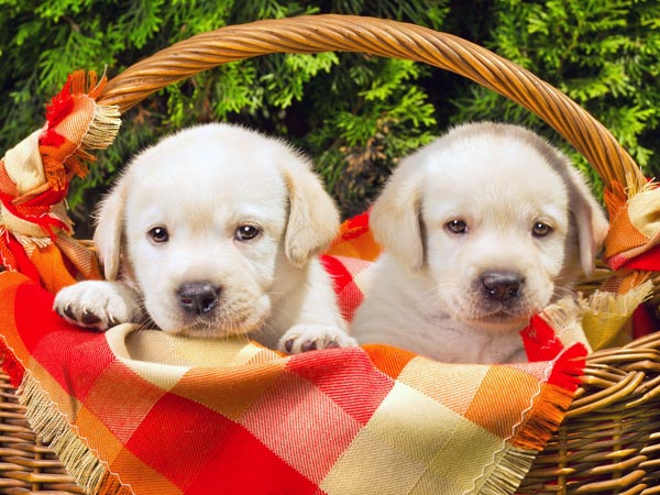 ನಾಯಿಗಳ ಬಗ್ಗೆ ಇರುವ ಒಂದಿಷ್ಟು ಇಂಟರೆಸ್ಟಿಂಗ್ ಸಂಗತಿ | 8 Interesting Facts ...