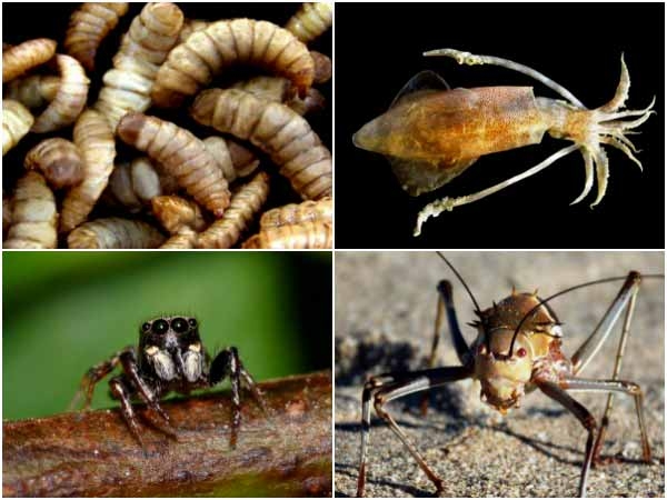 ಆಡು ಮುಟ್ಟದ ಸೊಪ್ಪಿಲ್ಲ, ಮನುಷ್ಯ ತಿನ್ನದ ಆಹಾರವಿಲ್ಲ! | Edible Insects That ...