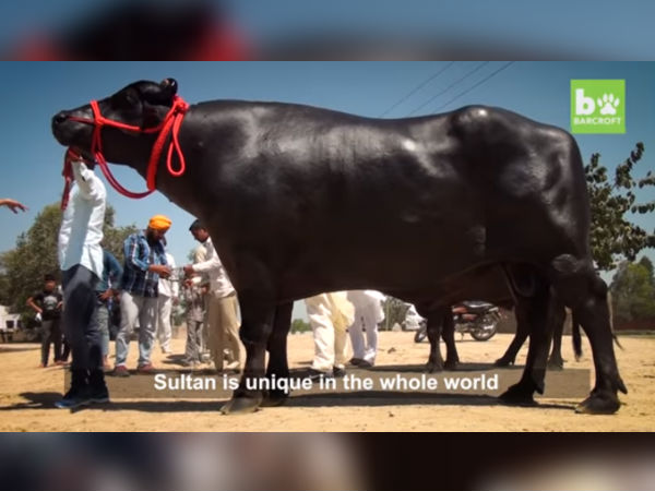 ಪ್ರತಿನಿತ್ಯ ವಿಸ್ಕಿ ಕುಡಿಯುವ ಈ ಹೋರಿಗೆ ಡಿಮ್ಯಾಂಡಪ್ಪೋ ಡಿಮ್ಯಾಂಡು!! | sultan ...