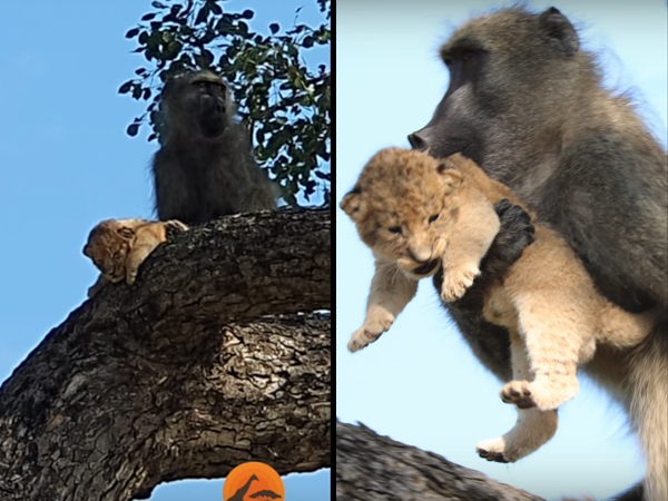 ಸಿಂಹದ ಮರಿ ಎತ್ತಿಕೊಂಡು ಮರವೇರಿ ಮುದ್ದಾಡಿದ ಮಂಗ: ವೀಡಿಯೋ ವೈರಲ್ | Baboon Take ...