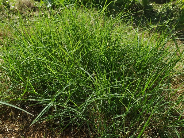 significance of durva grass in Ganesh Pooja: ಪೂಜೆಗೆ ಅರ್ಪಿಸುವ ಗರಿಕೆ ...