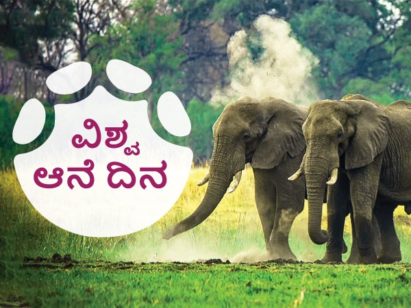 ವಿಶ್ವ ಆನೆ ದಿನ 2022: ಆನೆಗಳ ಕುರಿತ ಈ ಆಸಕ್ತಿಕರ ಸಂಗತಿಗಳು ಗೊತ್ತಿದೆಯೇ? | World Elephant Day 2022: Date ...