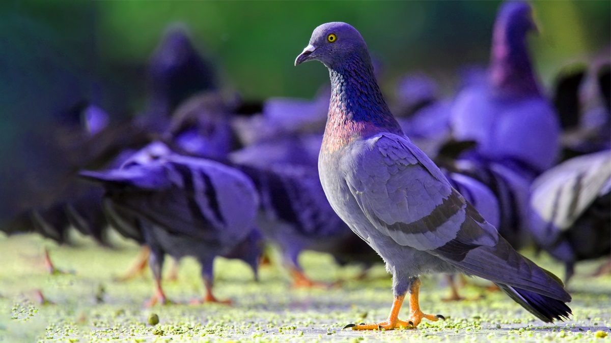 ಪಾರಿವಾಳದಿಂದ ಅಸ್ತಮಾ ರೋಗಿಗಳಿಗೆ ಅಪಾಯ ಹೆಚ್ಚು, ನಿರ್ಲಕ್ಷ್ಯ ಮಾಡಿದರೆ ಸಾವು ಕೂಡ ...