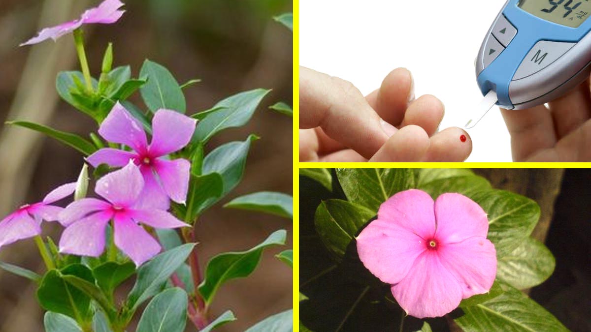 ನಿತ್ಯಪುಷ್ಪದಿಂದ ಮಧುಮೇಹ ನಿಯಂತ್ರಣದಲ್ಲಿಡಬಹುದೇ? ಬಳಸುವುದು ಹೇಗೆ? | How Nithya ...