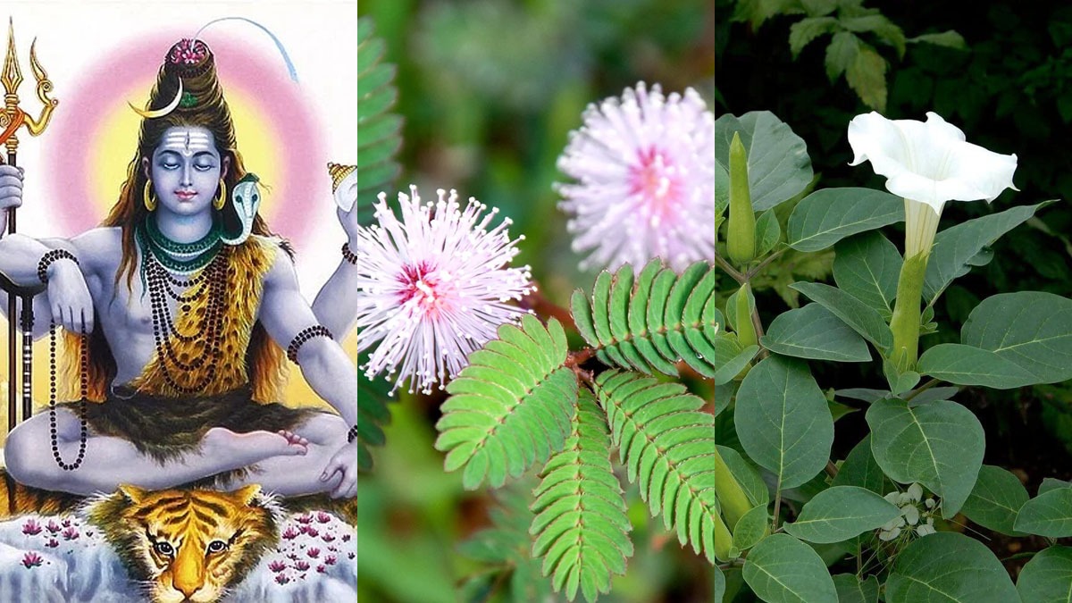 ಶಿವಪೂಜೆ: ಬಿಲ್ವೆಪತ್ರೆ ಜೊತೆಗೆ ಶಿವನಿಗೆ ತುಂಬಾ ಪ್ರಿಯವಾದ 8 ಹೂಗಳಿವು | Shiva ...