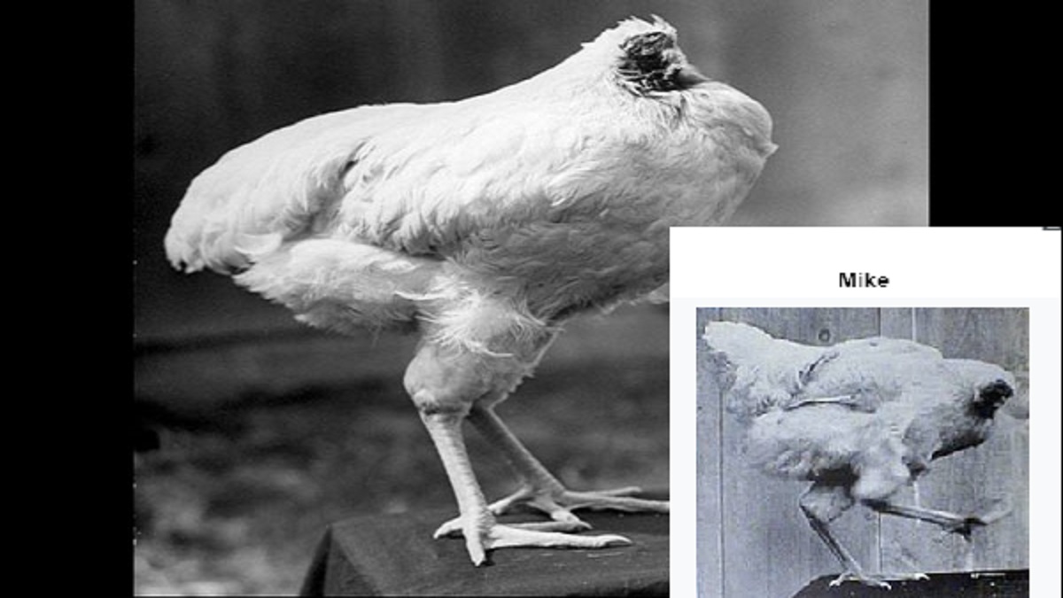 ತಲೆ ಕತ್ತರಿಸಿದರೂ 18 ತಿಂಗಳು ಬದುಕಿತ್ತು ಈ ಕೋಳಿ, ಈ ಇಂಟೆರೆಸ್ಟಿಂಗ್ ಕತೆ ಗೊತ್ತಾ ...