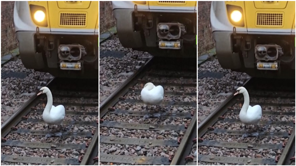 ರೈಲಿಗೆ ಅಡ್ಡಬಂದರೂ ಹಂಸವನ್ನು ಮುಟ್ಟುವುದಿಲ್ಲ ಮಂದಿ..! ಹೀಗ್ಯಾಕೆ ಗೊತ್ತಾ ...