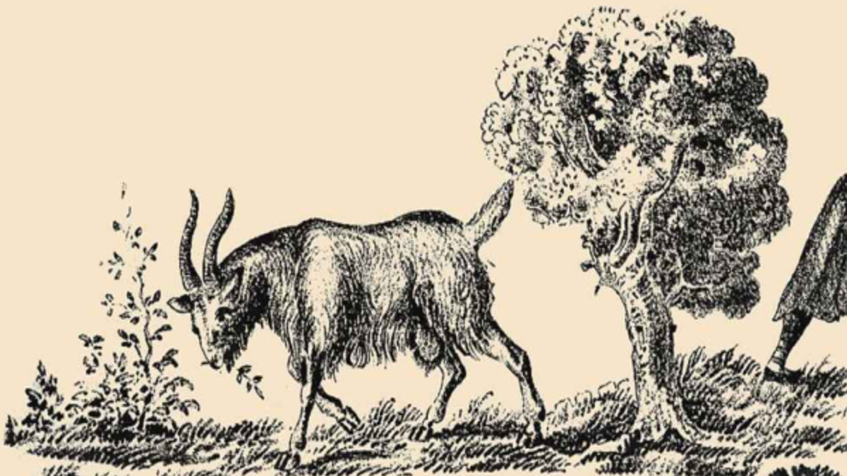 5 ಸೆಕೆಂಡ್‌ನಲ್ಲಿ ಈ ಚಿತ್ರದಲ್ಲಿರುವ ಮೇಕೆ ಮಾಲೀಕನ ಹುಡುಕಿ..! ಎಲ್ಲಿದ್ದಾನೆ ...