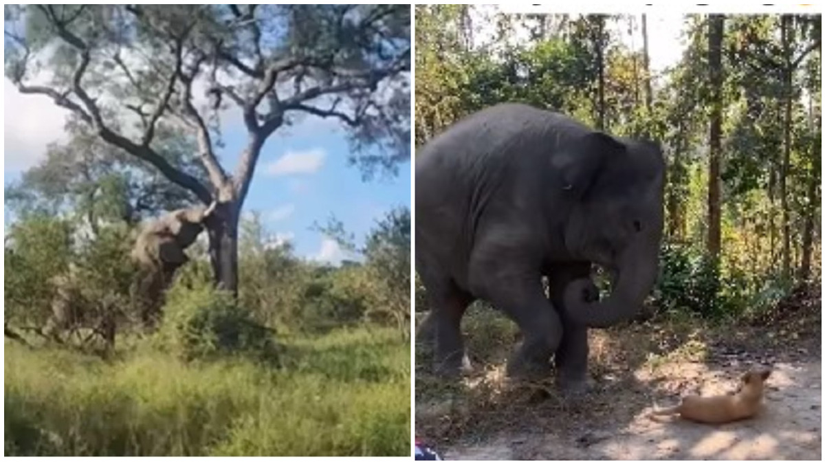 ಬೃಹತ್ ಮರ ಬೀಳಿಸುತ್ತೆ..ಕಪ್ಪೆಗೂ ಹೆದರುತ್ತೆ.! ಆನೆಗಳ ವರ್ತನೆ ಹೀಗ್ಯಾಕೆ..? | Viral Video Elephant ...