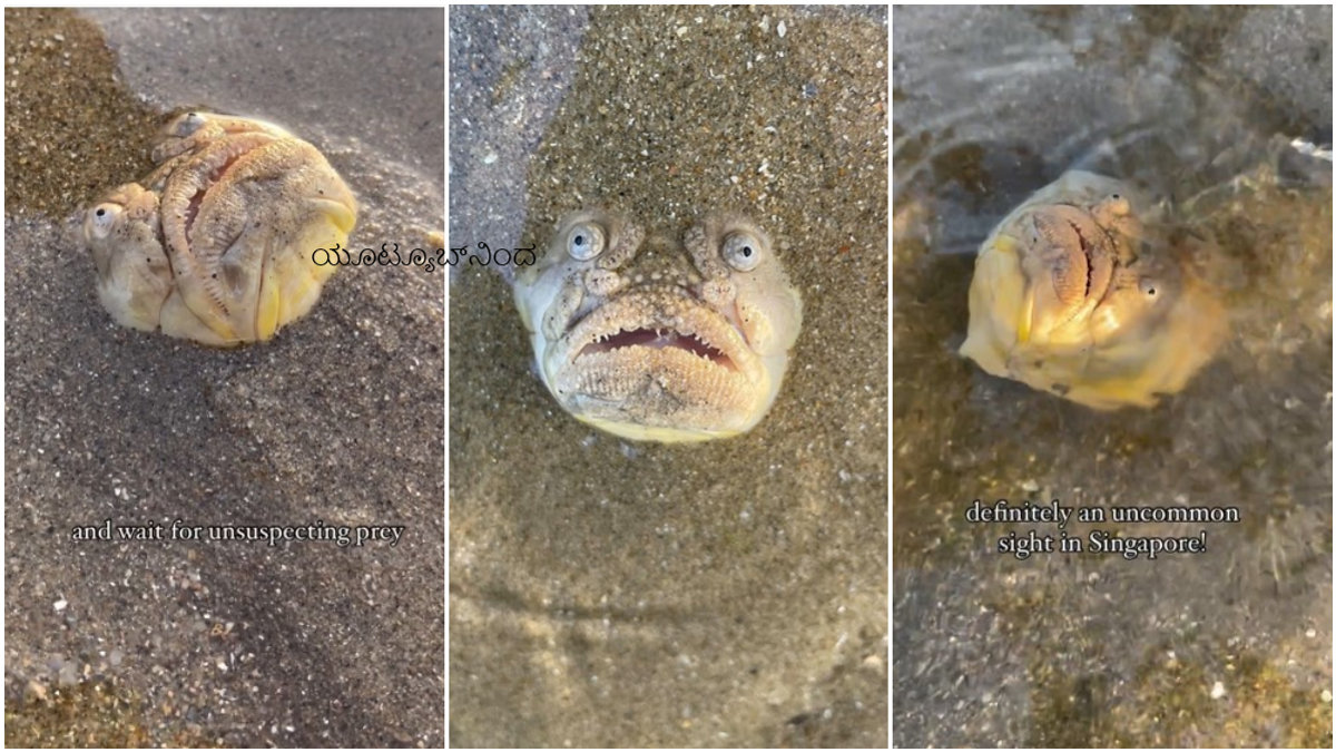 ರಾಕ್ಷಸ ಮುಖದ ವಿಚಿತ್ರ ಮೀನು ನೀವೆಂದು ನೋಡಿರಲು ಸಾಧ್ಯವಿಲ್ಲ..! ಇಲ್ಲಿದೆ ವಿಡಿಯೋ ...